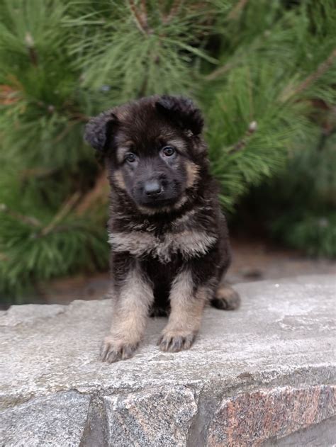 Дш дівчинка німецької вівчарки 7 000 грн Собаки Кременчук на Olx