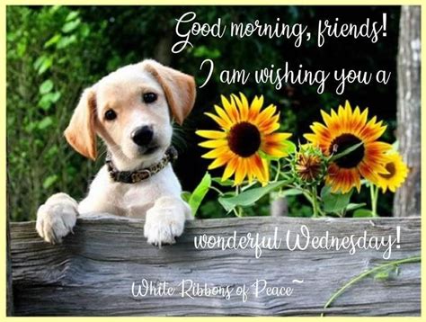 Good Morning Friends I Am Wishing You A Wonderful Wednesday Pictures