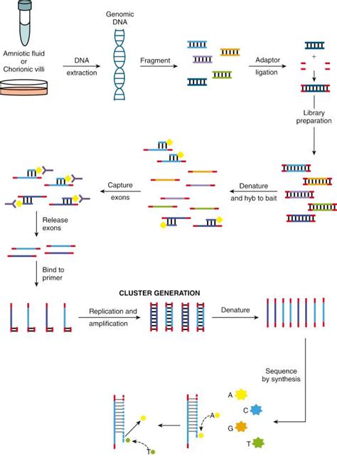 advances in molecular genetics including fetal sequencing clinical tree
