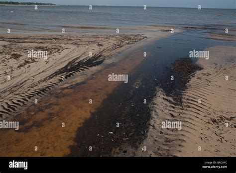 Oil From The Bp Oil Spill In The Gulf Of Mexico Covers The Shoreline Of