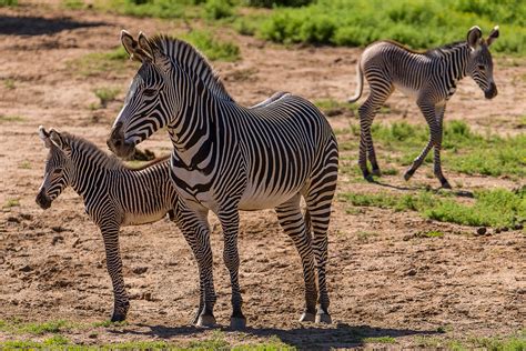 Zebra Population