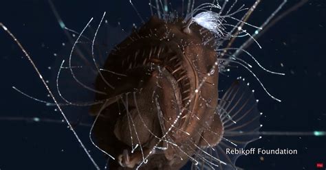Deep Sea Anglerfish Shown Mating For The First Time Video