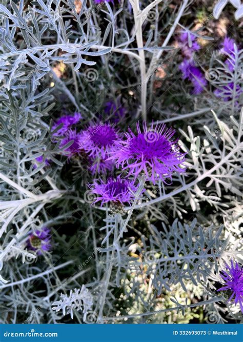 Velvet Centaurea Dusty Miller Centaurea Cineraria Stock Image Image