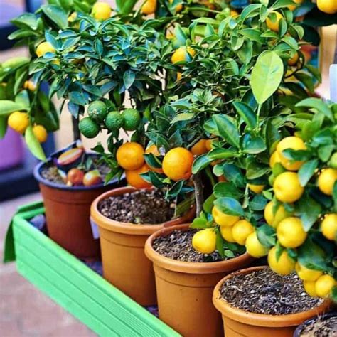 Citrus Calamondin Care How To Grow The Dwarf Calamondin Tree