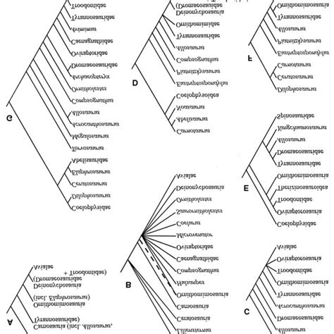 Previously Proposed Phylogenies Of Theropod Relationships Taxonomy Of
