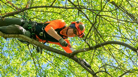 3 Health Benefits Of Regular Tree Pruning