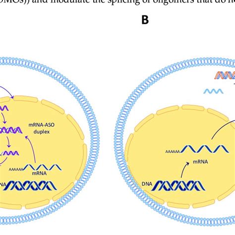 MRNA Degradation Mechanisms Through ASO And SiRNA A The ASO Download Scientific Diagram