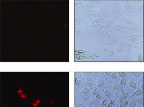 Casp9 Peptide MyBioSource