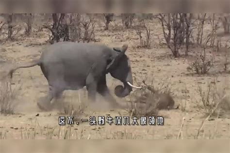犀牛母子正在喝水，谁料遭到大象疯狂驱赶，镜头记录全过程大象犀牛母子