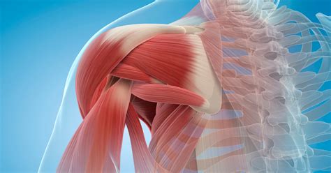 Female Muscle Growth