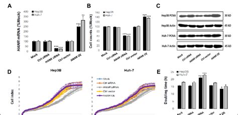 Hanr Promotes Hcc Growth In Vitro A Effects Of Hanr Knock Down Or