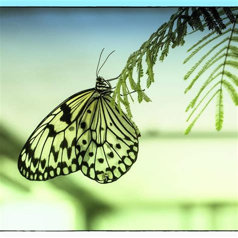 The North Somerset Butterfly House All You Need To Know Before You Go