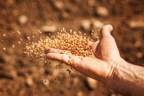 Seed As A Starting Point