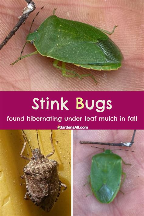 How To Prevent And Get Rid Of Stink Bugs Gardensall