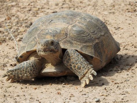Se Actualiza Visor De Fauna En Áreas Naturales Protegidas Para Una