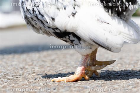 愛玩鳥の画像素材写真イラスト イメージマート imagemart