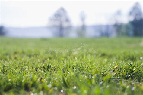 Grass Background Green Nature Spring Lawn Summer Growth Morning