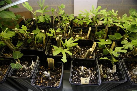 Simple Fig Propagation Threefold Farm