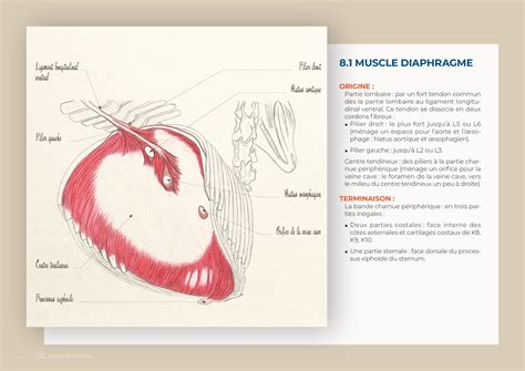 Myologie Du Cheval Apprendre L Anatomie Et Les Muscles