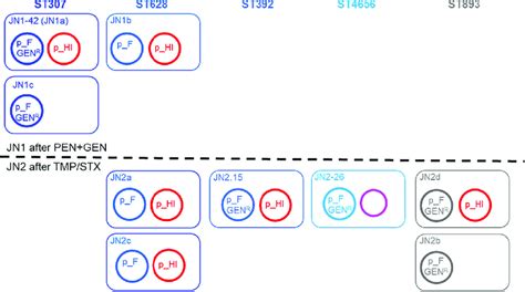 Summary Of Sequence Types And Plasmid Content In Jn1 And Jn2 Specimens