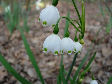 Great Bulbs And Perennials Summer Snowflake Leucojum Aestivum Ssp