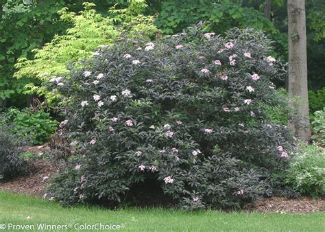 Black Beauty® Elderberry Sambucus Nigra Proven Winners