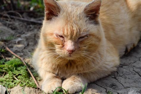 Porque Mi Gato Estornuda Y Tiene Los Ojos Llorosos