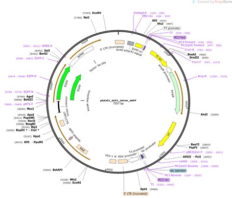 Addgene Psa351scp1intronegfp
