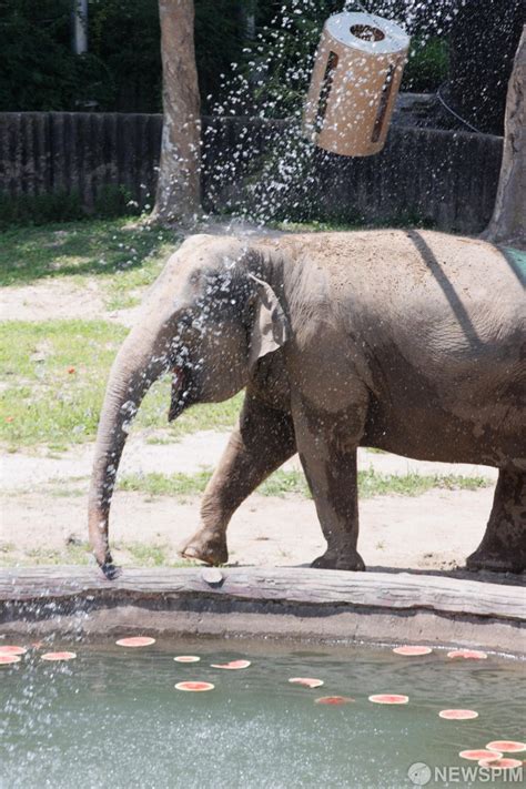 폭염에 더위 식히는 코끼리