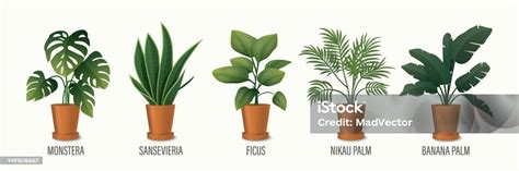 냄비 아이콘 세트에 벡터 집 식물 Monstera Sansevieria 바나나 야자수 Ficus Rhopalostylis