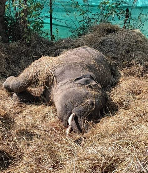 पैरावट में मिला जंगली हाथी का दो दिन पुराना शव करंट के संपर्क में आने