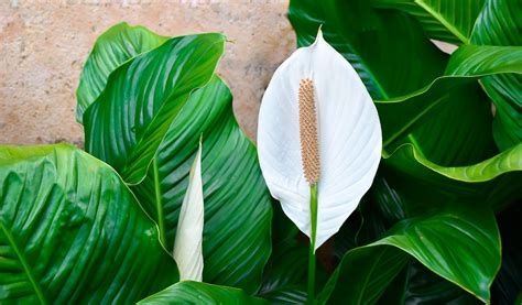 10 plantes vertes à grandes feuilles pour donner vie à votre intérieur