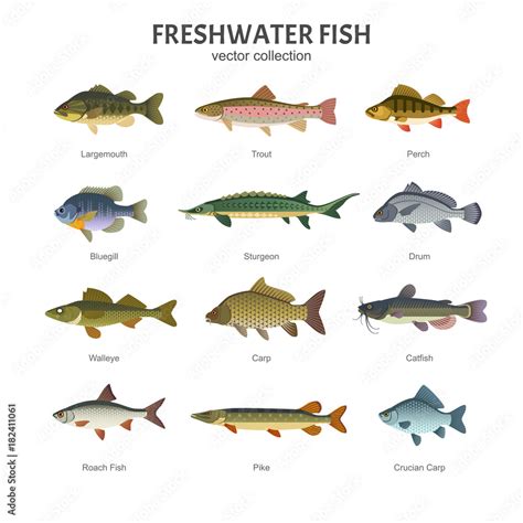 Freshwater Fish Set Vector Illustration Of Different Types Of Fish