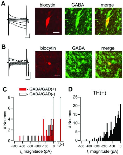 Most Vta Gaba Neurons Are I H A Example Gabaergic Neuron That Download Scientific
