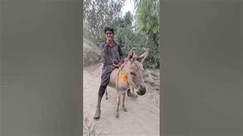 Gadha Gari Shorts Youtube