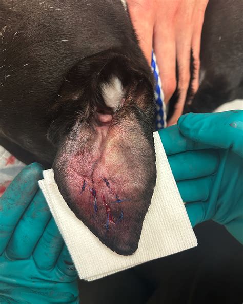 Aural Hematoma Surgery First Case Indevets