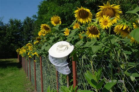 Miód naturalny nektarowy z własnej pasieki Strubiny Kup teraz na