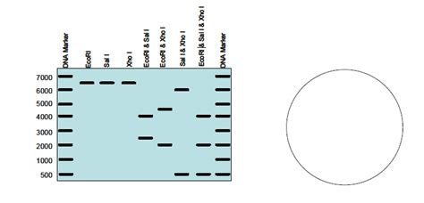 Solved Draw A Map Of The Plasmid That Would Yield The Chegg Com