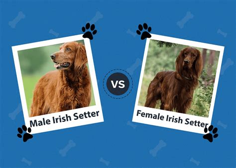 Male Vs Female Irish Setter The Key Differences With Pictures Hepper Pet Resources