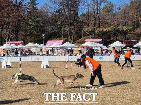 최장 시간·최다 경기경기도 제1회 전국 반려견 스포츠 대회 성료