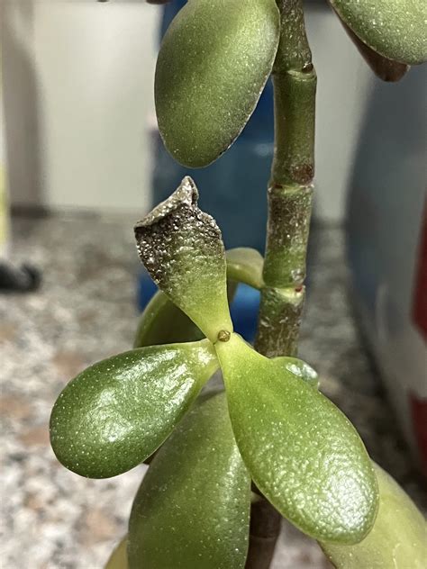 Why Is This Happening R Succulents