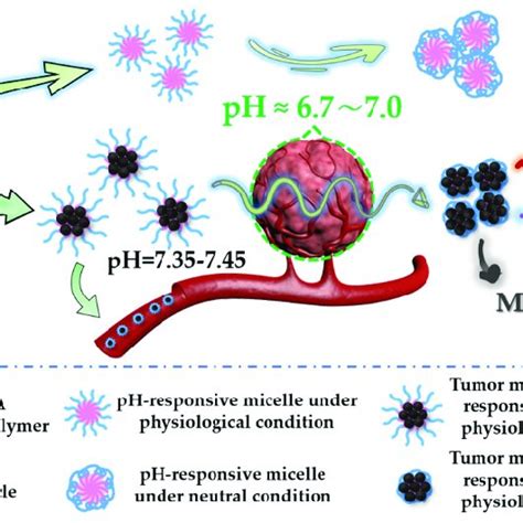 Schematic Illustration Of The Tumor Microenvironment Responsive Mnf Download Scientific