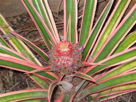 Pineapple Plant Bromeliad Flickr Photo Sharing