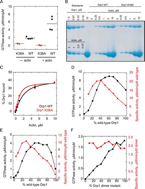 Effects of phosphorylation on Drp1 activation by its receptors, actin ...