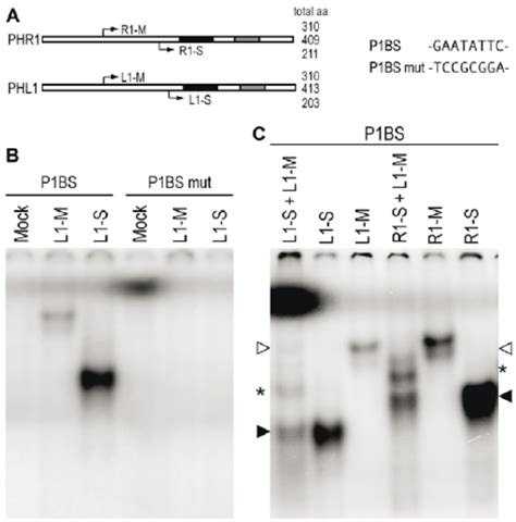 Dna Binding And Dimerisation Properties Of Phl1 A Diagram Showing