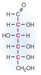 Chapter 20 Carbohydrate Structure And Function Flashcards Quizlet
