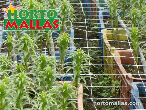 Tutoring For The Cut Flower Market With Horticultural Netting