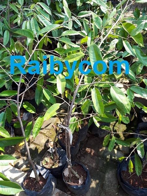Durian Duri Hitam Asal Bibit TRUBUS Jamin Asli Pohon Ochee Black Thorn