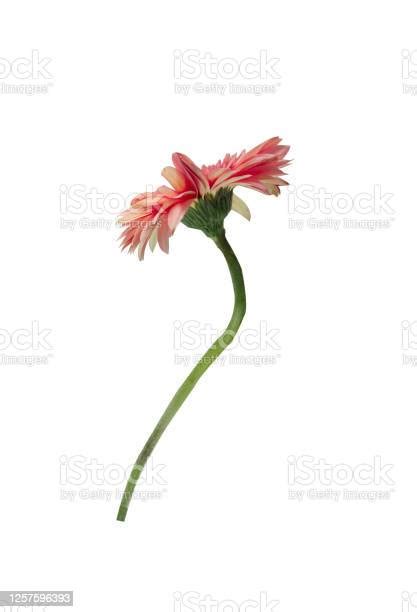 흰색 배경에 고립 된 복사 공간이있는 아름다운 거베라 꽃 0명에 대한 스톡 사진 및 기타 이미지 0명 거베라데이지 꽃