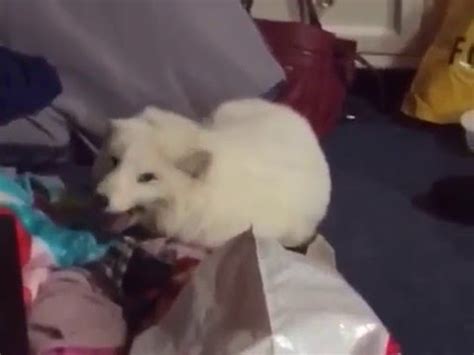Песячий смех Cute Arctic White Fox Laughing Vine Youtube